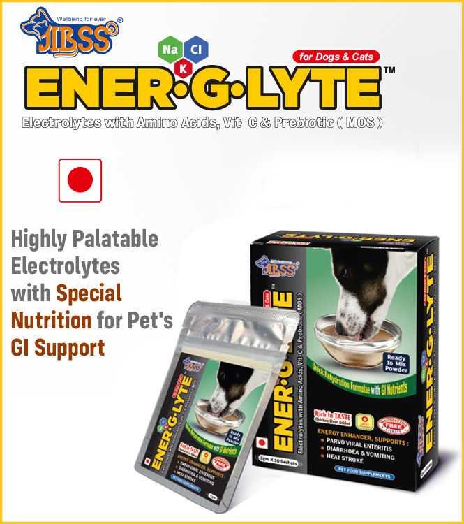 JIBSS | Wellbeing for Ever